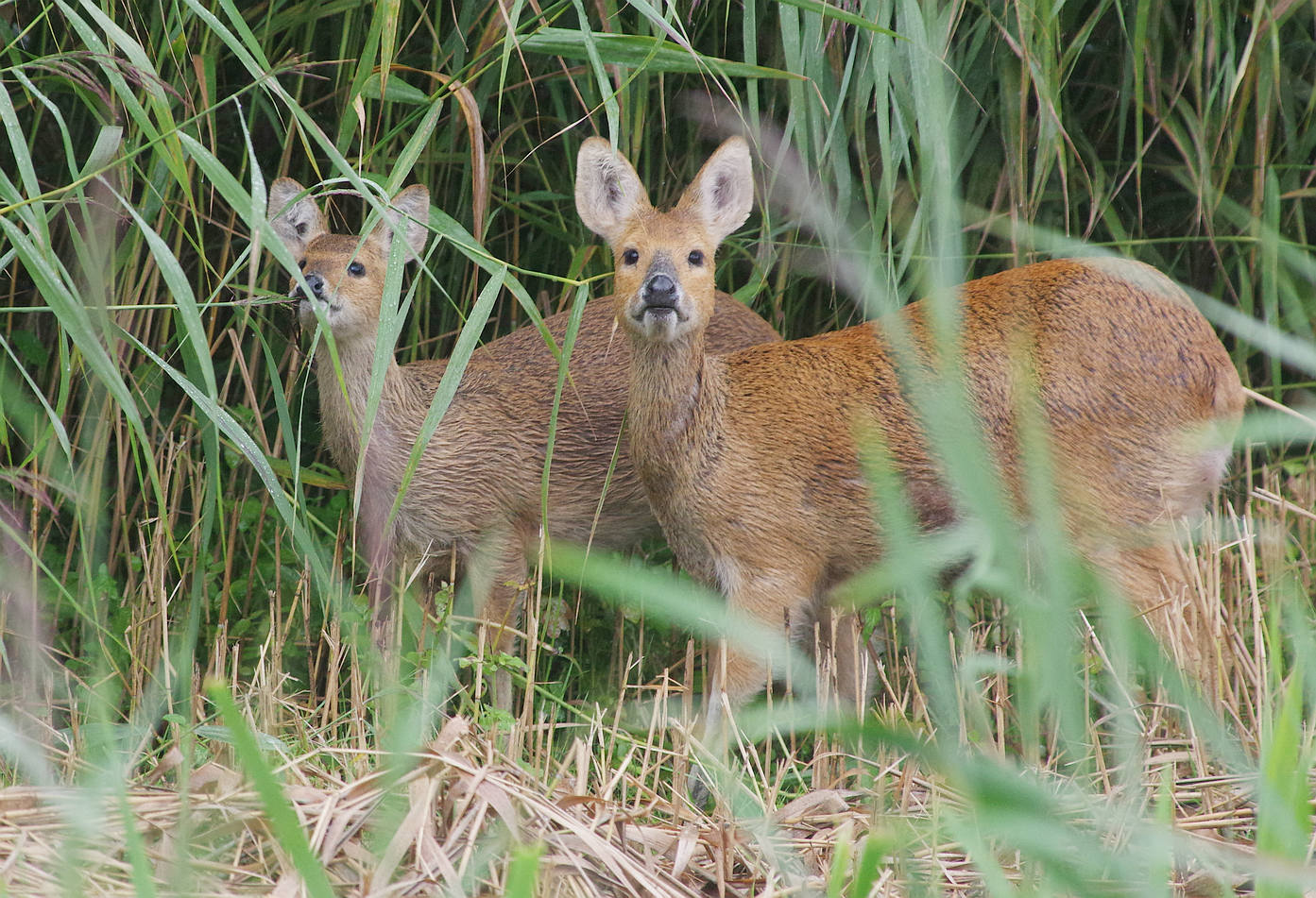 Birds of the Heath: Chinese Water Deer: family get-together!