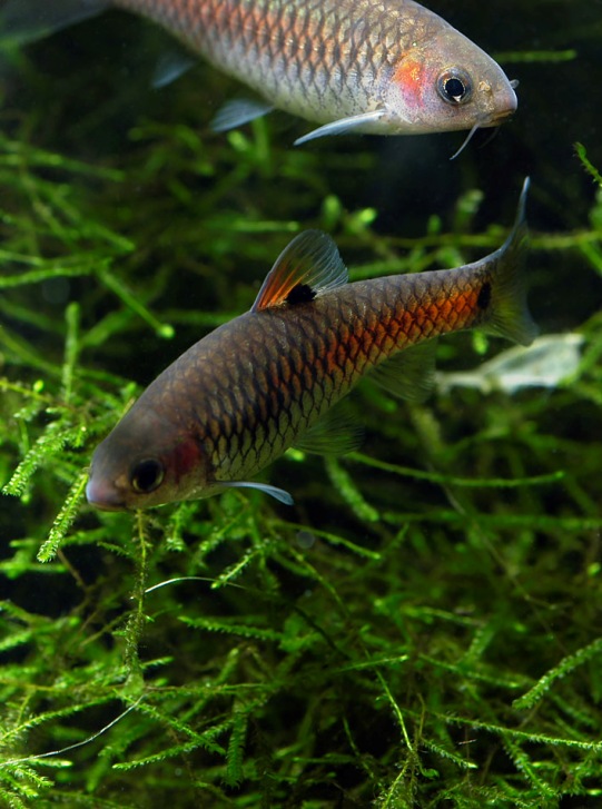 Redside barb / Ipilli kadaya (Puntius bimaculatus) | FRESHWATER FISHES ...