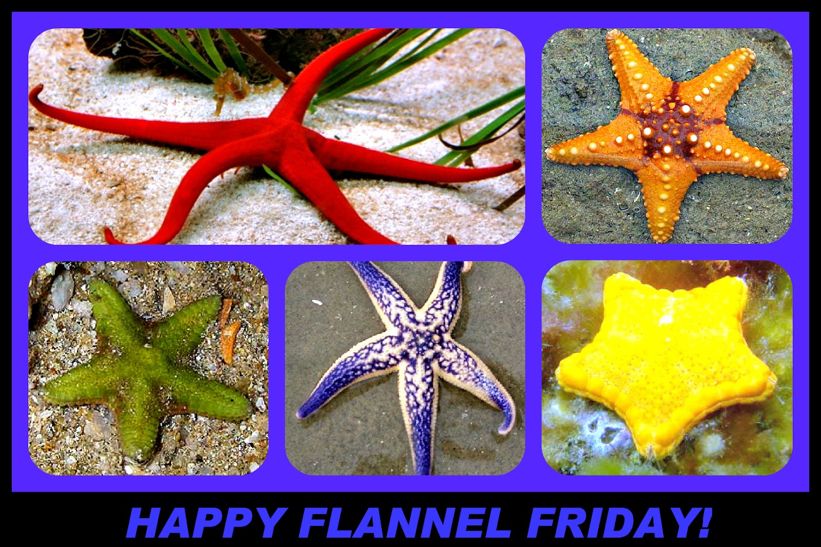 Storytime ABC's: Flannel Friday: Colorful Seastars