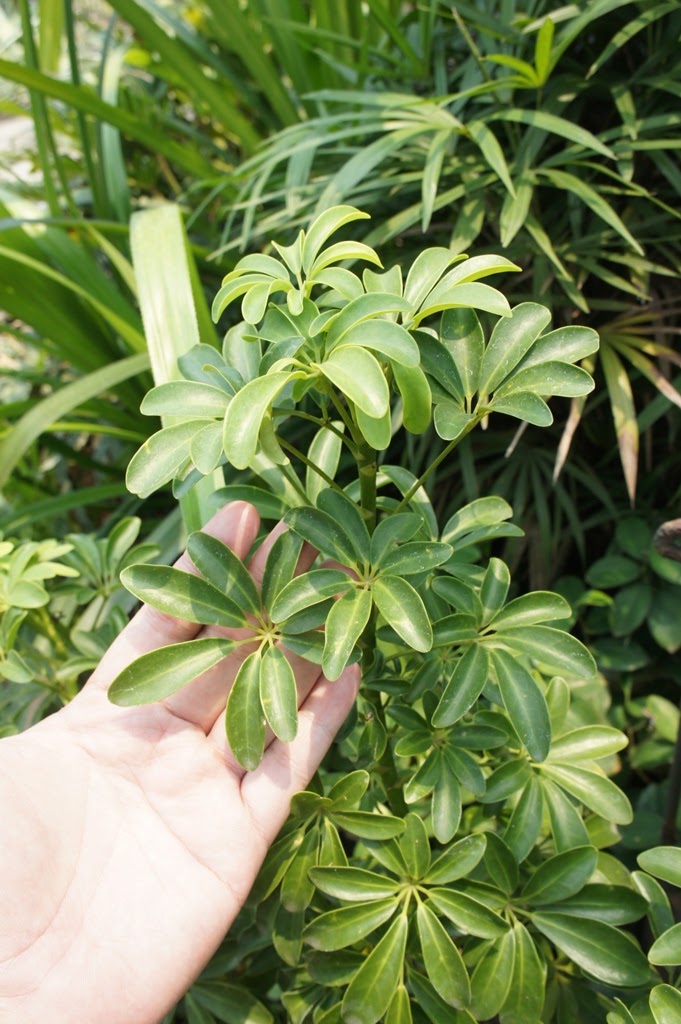 OUR PHILIPPINE TREES: Counting my 'Fingers'