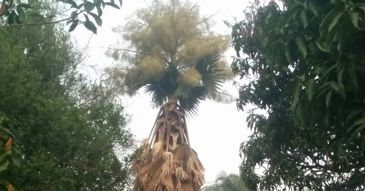 Keep Smiling...............: A Once In 100 Years Bloom