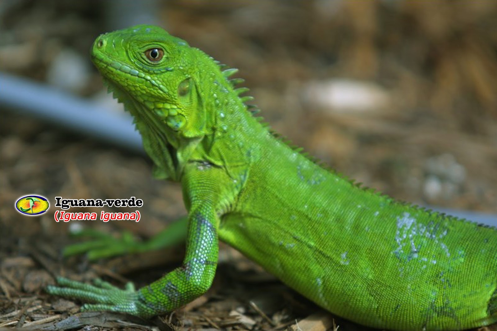 Zoologia: Iguana-verde (Iguana iguana)