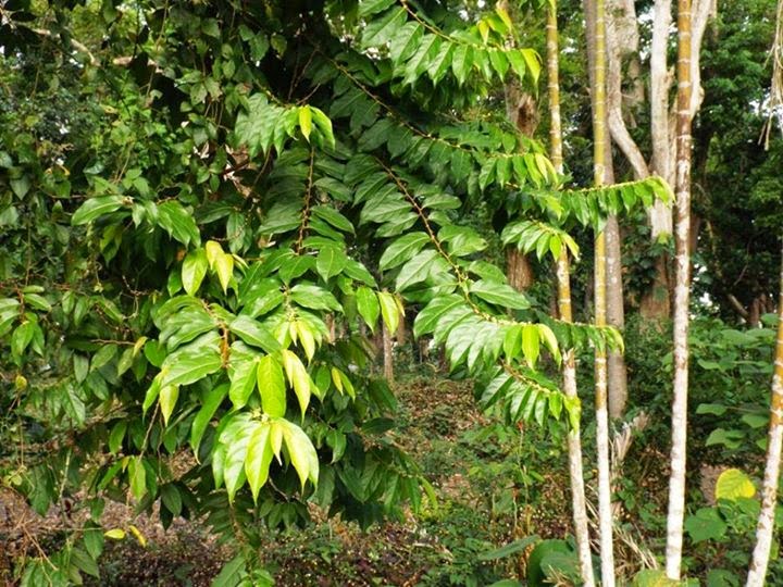 Photographic Handbook of Phil. Plants and Flowers: Gallery: Securinega ...