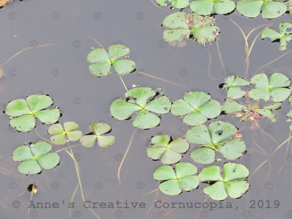 Anne's Creative Cornucopia: Ducks, Pond, Four Leaf Clovers - Photograph