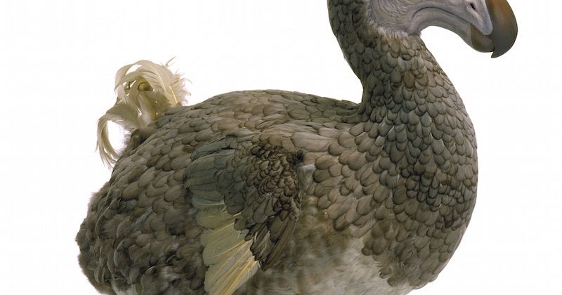 Flying Fun With Science: Dodo