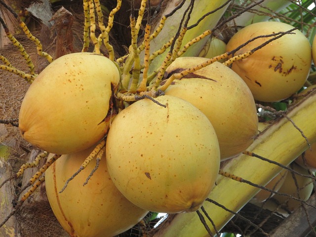 Extraordinary Facts of Plants: Plants Involved in Black Magic