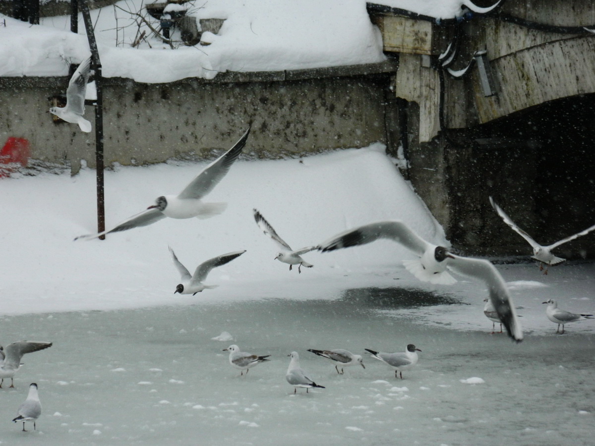 LA MULTI ANI, ROMANIA!: Pasari la raul inghetat