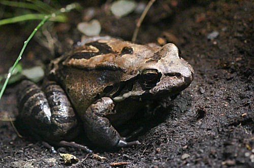 Antilles bullfrog (Mountain Chicken)