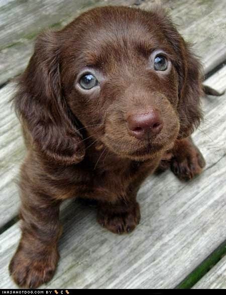 Cute puppy and dog: 3 Top Beautiful Brown Cocker spaniel puppies