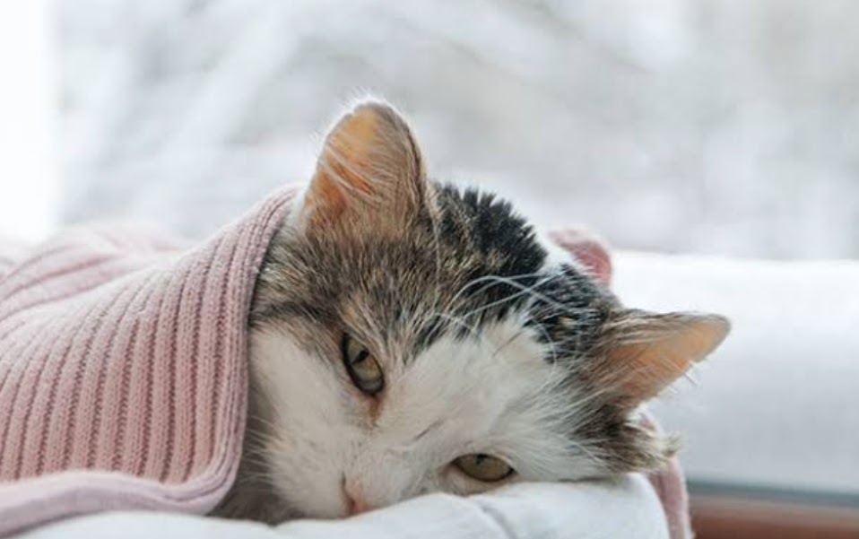 Symptoms of Distemper In Cats - PURWAFARM