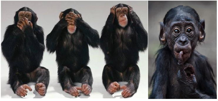 Integrations: The Fourth Monkey