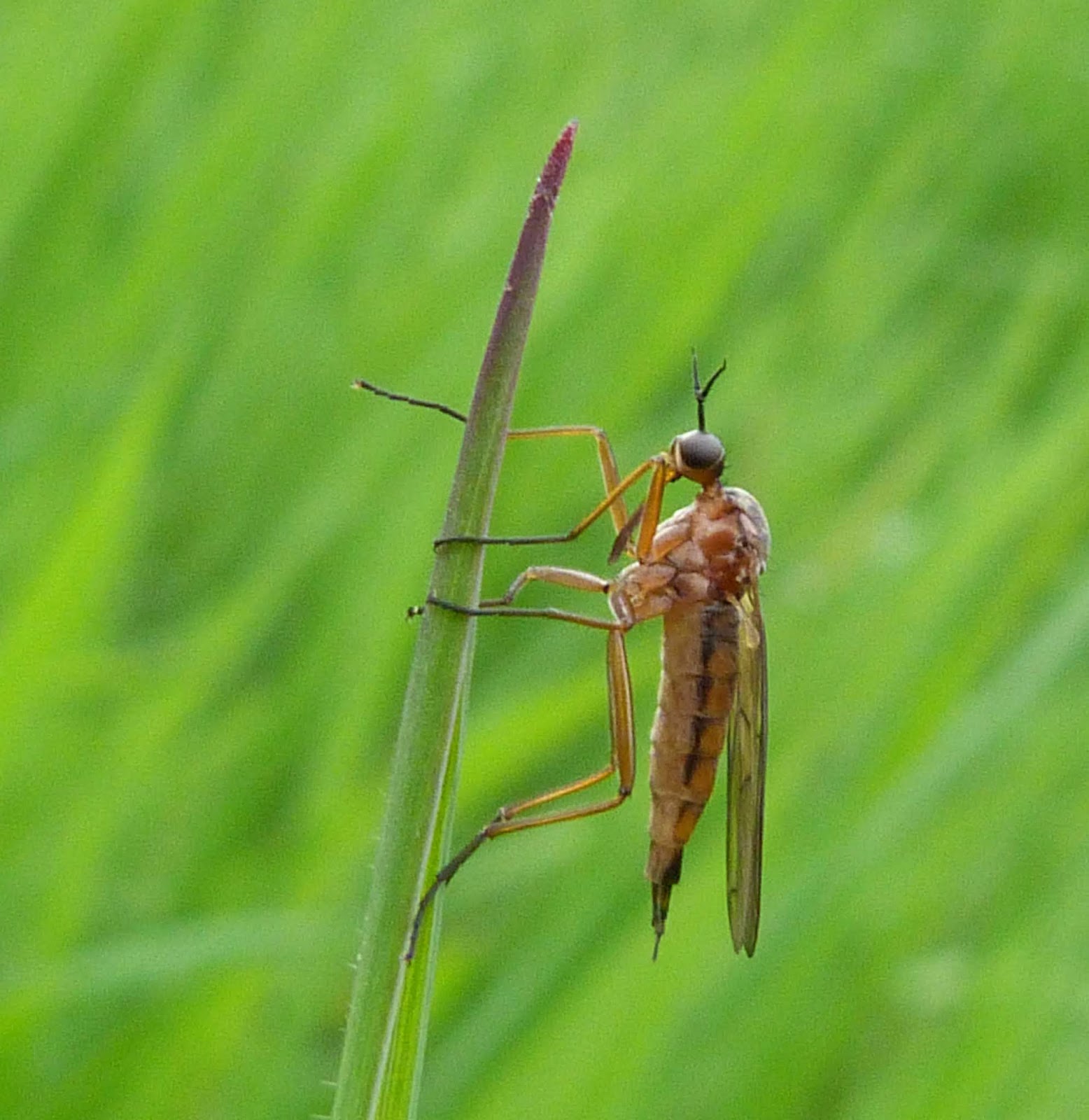 Insects of Scotland: Dance/Dagger Flies