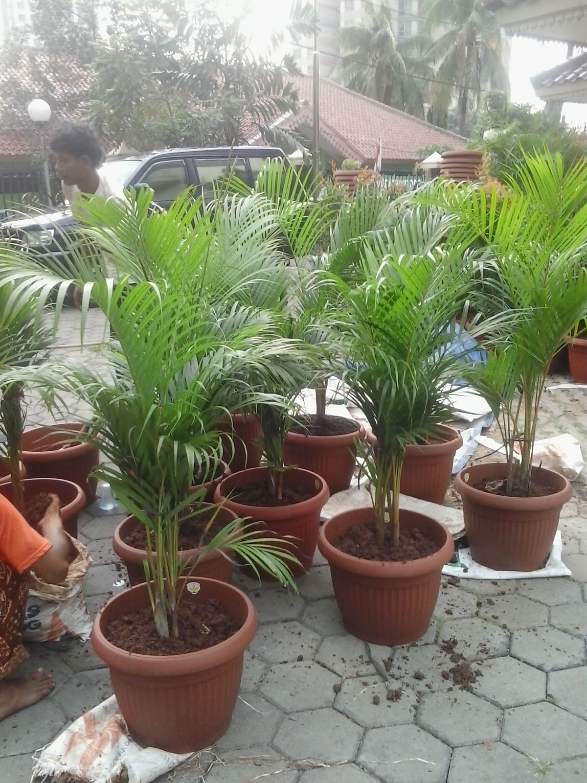 Jual Palem Kuning Cocok Untuk Tanaman Indoor | Jenis Palem - TUKANG TAMAN