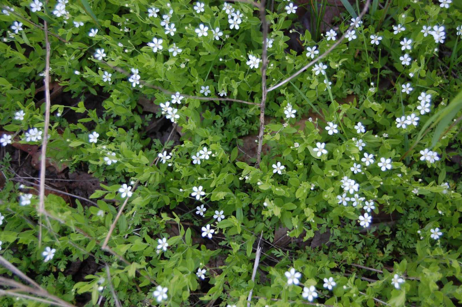 Sprouts: Maine Woodland Wildflower Walk