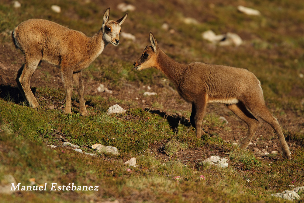 Miradas Cantábricas: Rebeco (Rupicapra rupicapra)