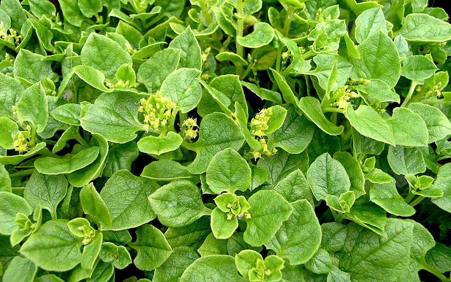 Chile Relleno: Comida Colombiana