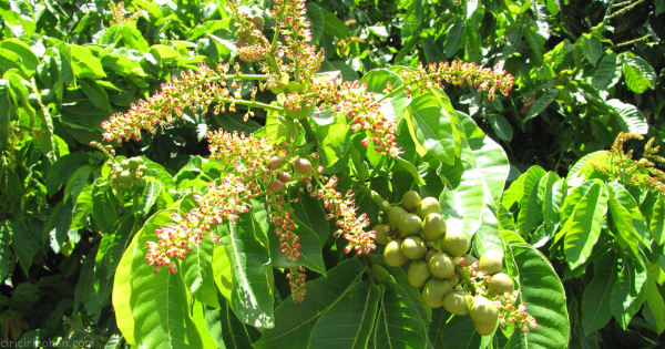 Ciri Ciri Pohon Matoa (Pometia pinnata) Di Alam Liar - Ciriciripohon.com