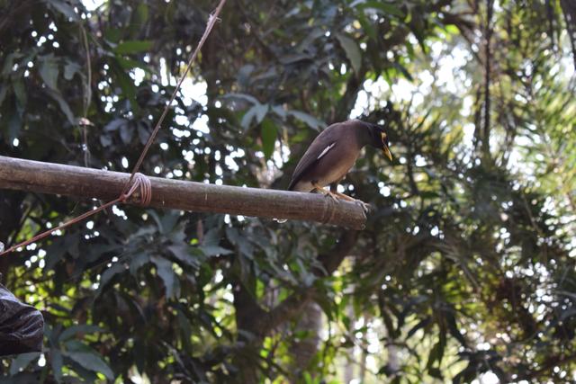 Indian common myna bird facts | Pictures of Indian myna
