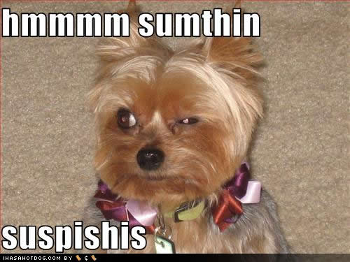 Comedy Plus: funny list dog breeds.