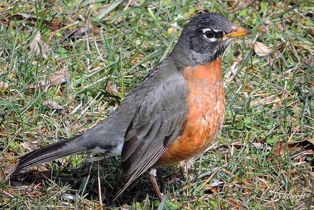 The View from Squirrel Ridge: American Robins, Northern Cardinals