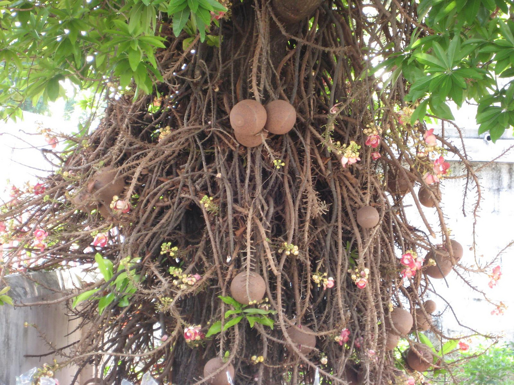Tamilnadu Tourism: Kandhaswamy Temple, Cheyyur – Architecture