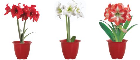 Macam Jenis dan Nama dan Sejarah Aneka Tanaman Bunga Hias yang sering ...