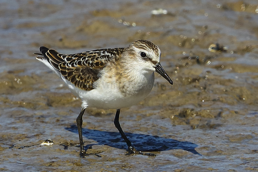 Colyton Wildlife: Little Stint at Black Hole Marsh