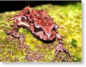 Archies Frog: Adaptations