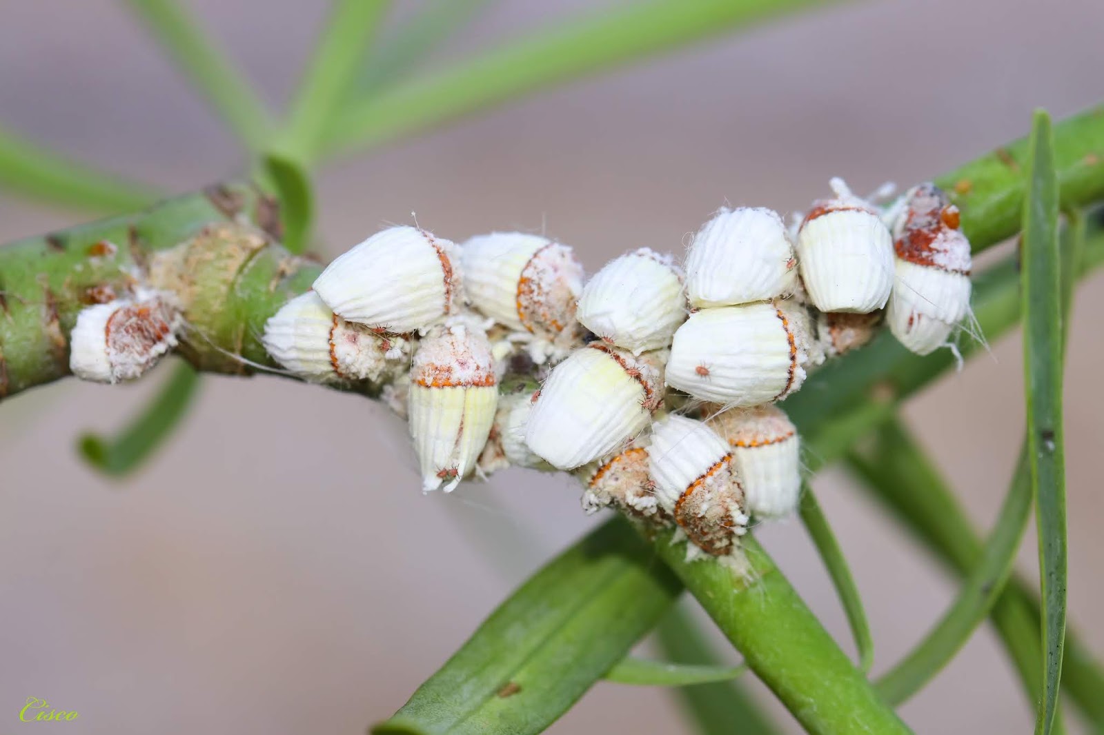 Cuaderno de campo. Naturaleza de Canarias: Icerya purchasi
