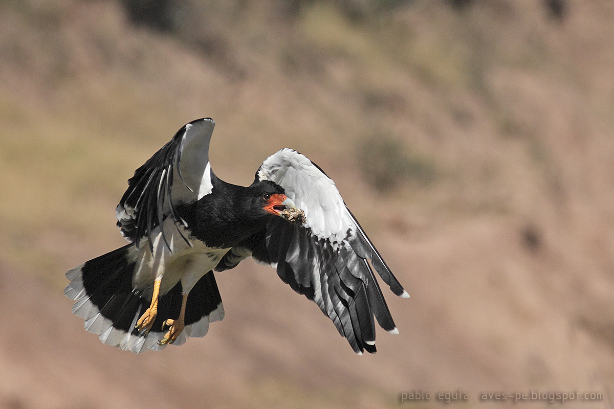 mis fotos de aves: Phalcoboenus megalopterus Matamico Andino Mountain ...