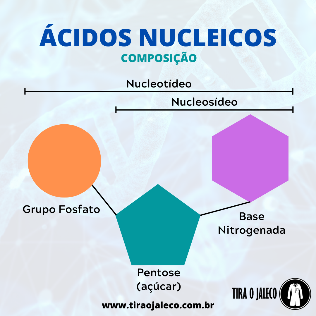 Nucleotideos Composição