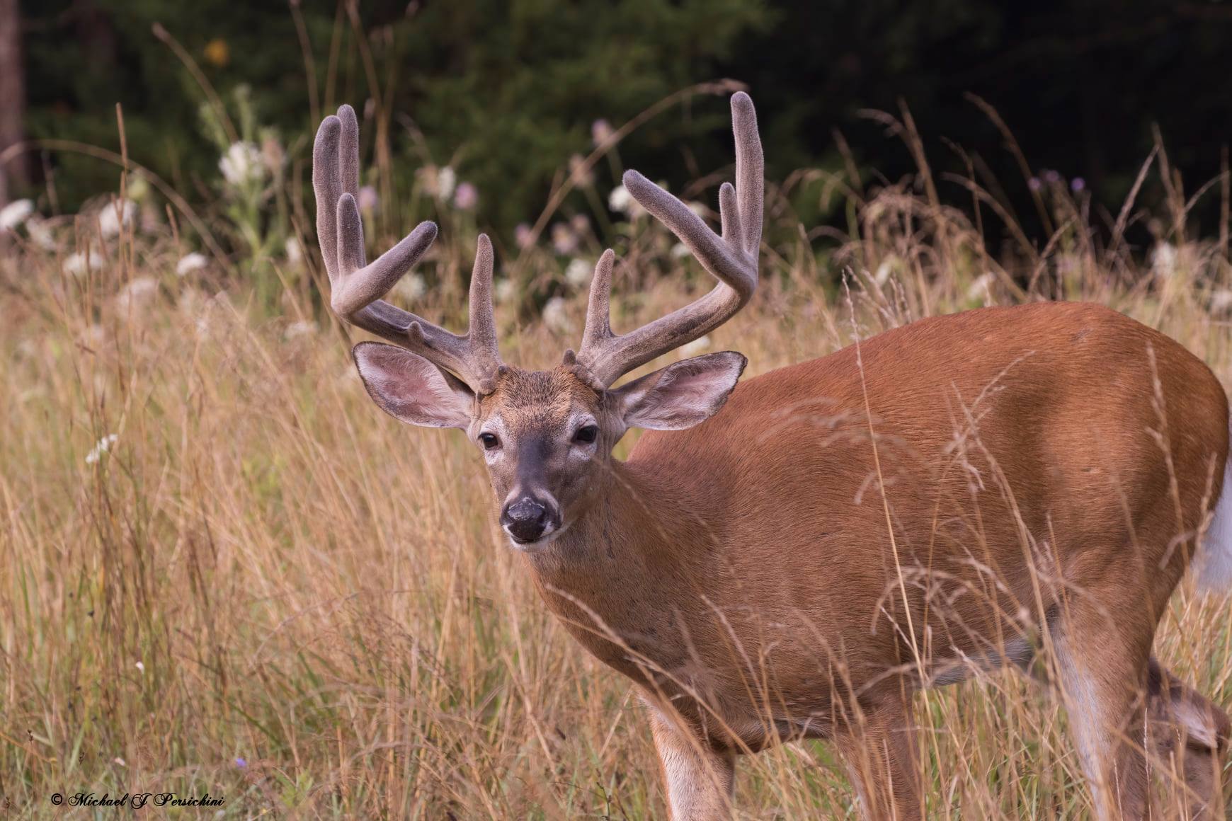 Marian's Hunting Stories, etc., etc., etc...: Mike's Deer Photography ...