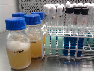 My World Fisheries: Bakteri Indikator Keamanan Pangan