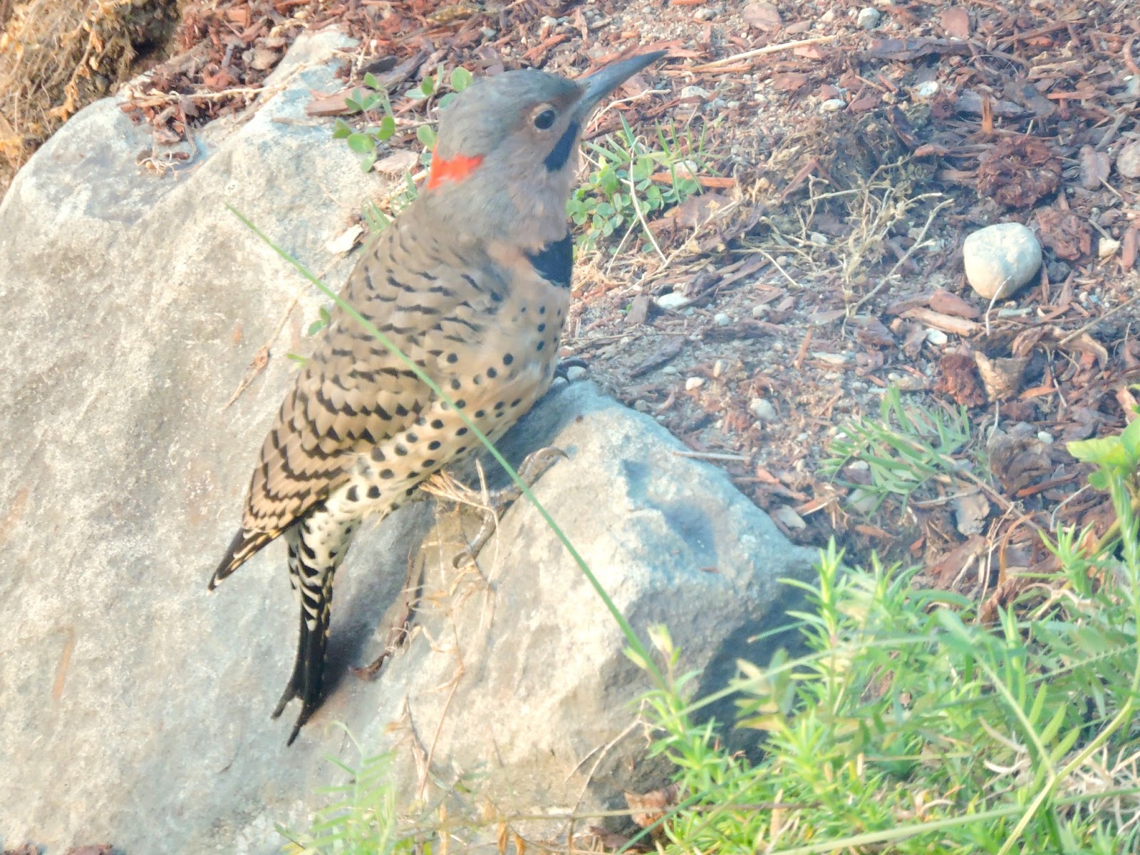 Bev's Nature Blog: Northern Flicker