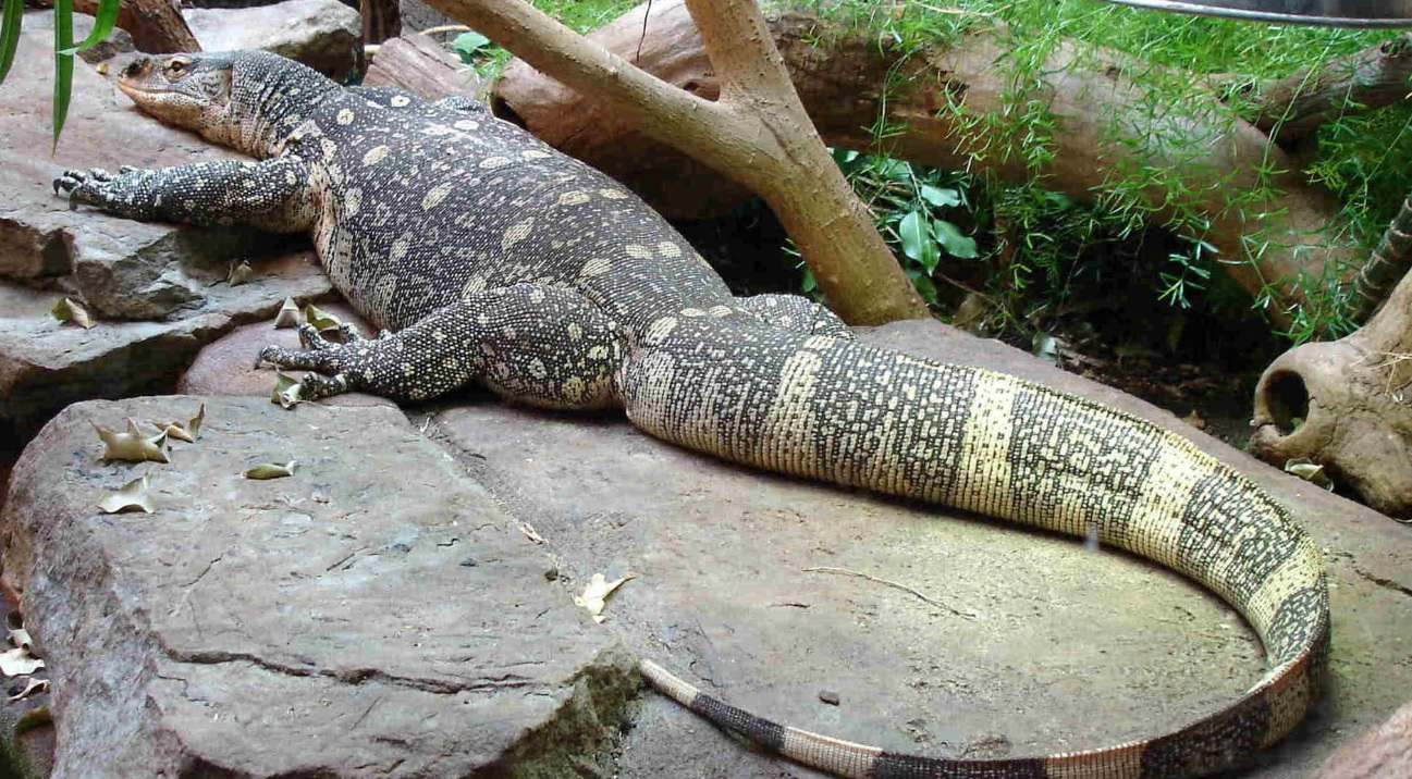 know about kannada and Karnataka: May 2020