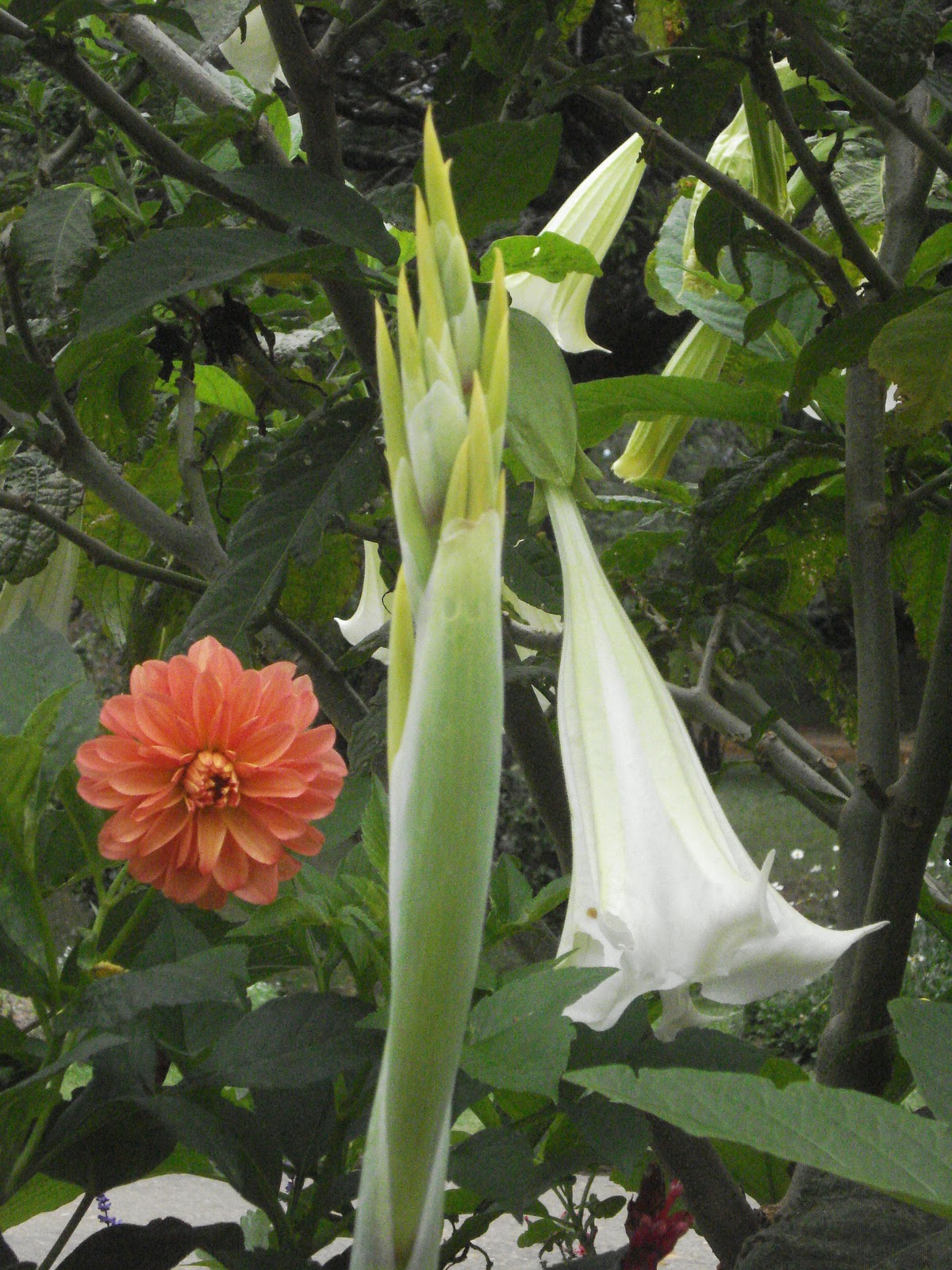 DK CELLULER,RIKILLAGASKADA: deliya flowers