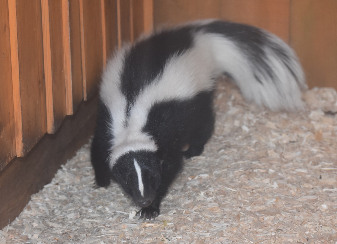 ZOOTOGRAFIANDO (6.100 ANIMALS): MOFETA RAYADA / STRIPED SKUNK (Mephitis ...