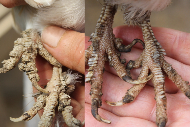 HATCHING & RAISING QUAIL | The Holistic Hen - How to raise quail ...