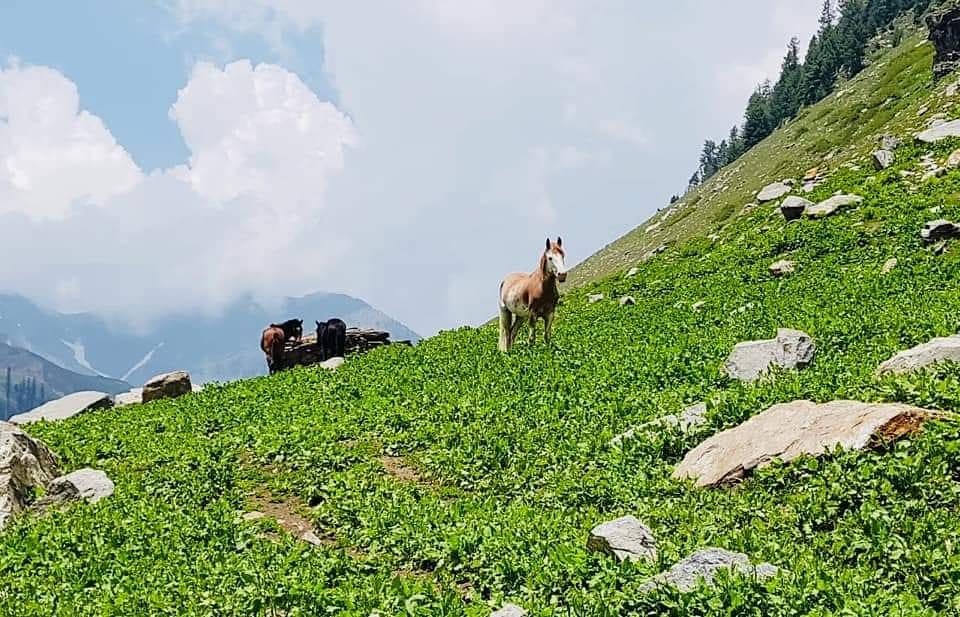 Hidden Meadows of Chorr or Chor Valley Allai, Batagram - GuiderPakistanTour