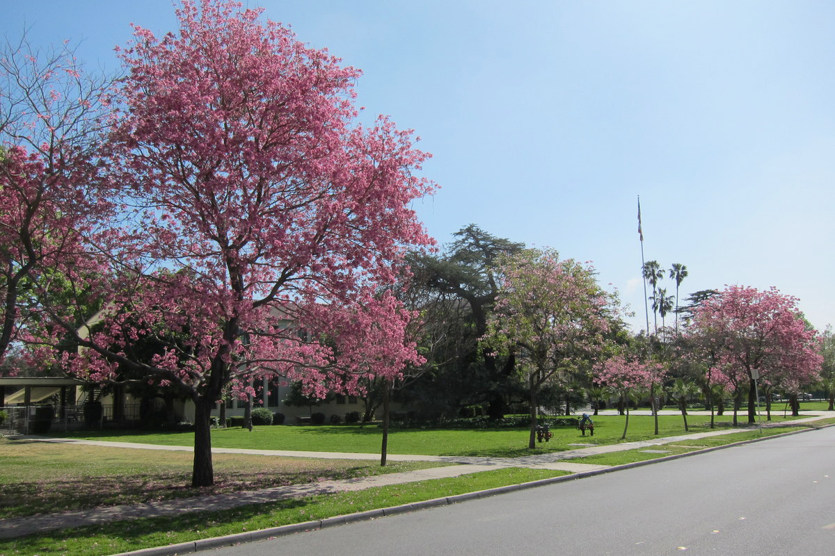 Pohon Tabebuya | Bibit tabebuya | Pohon Tabebuya Murah | Bibit Tabebuya ...