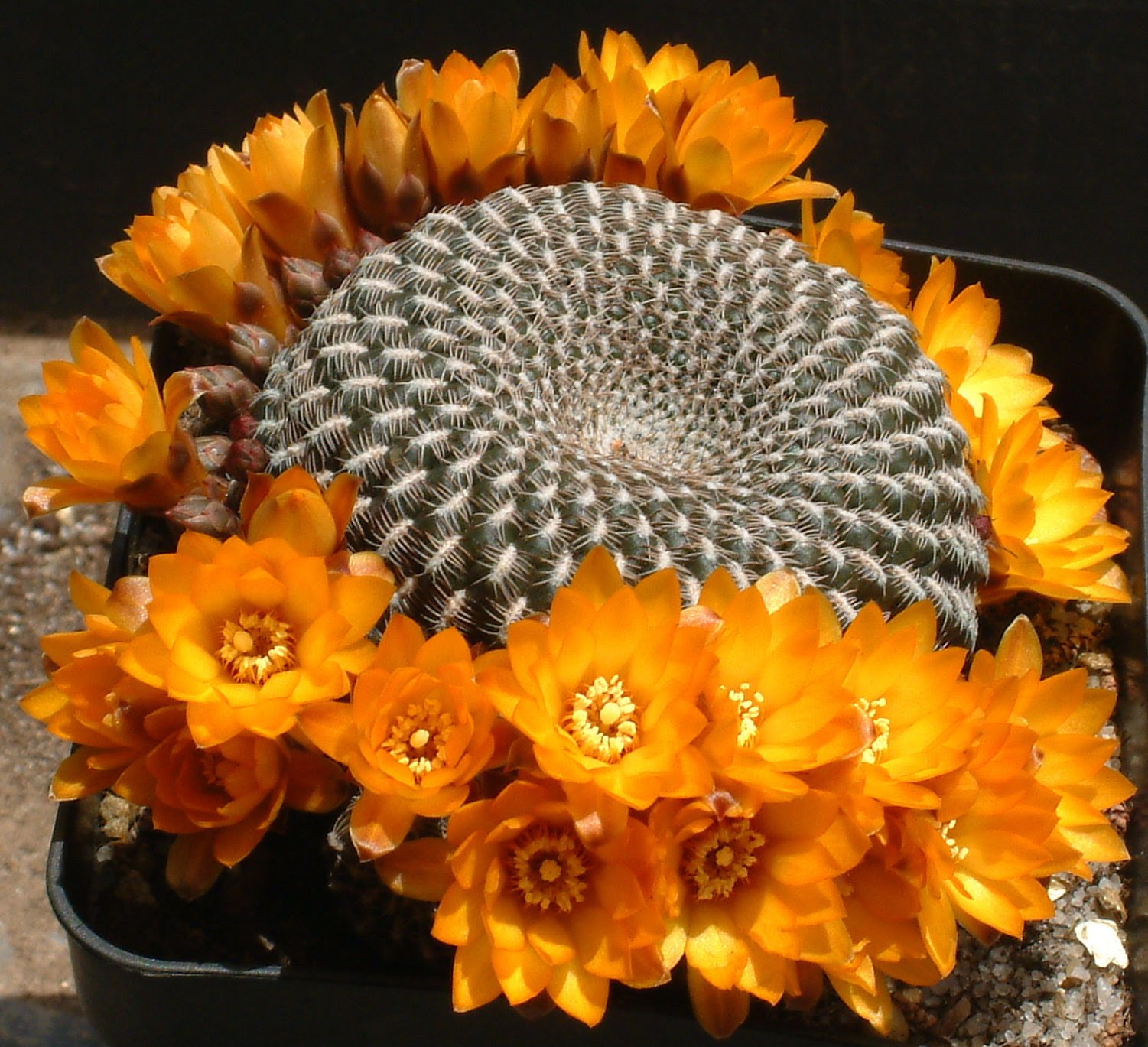 Rebutia, Aylostera y Weingartia: ¿Cuantas Rebutias hay?
