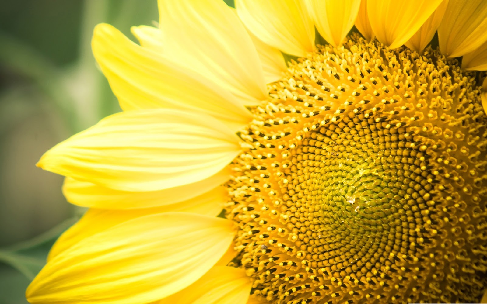 wallpapernarium: Un girasol hermoso para tu potada en facebook. wallpapernarium: Un girasol hermoso para tu potada en facebook.