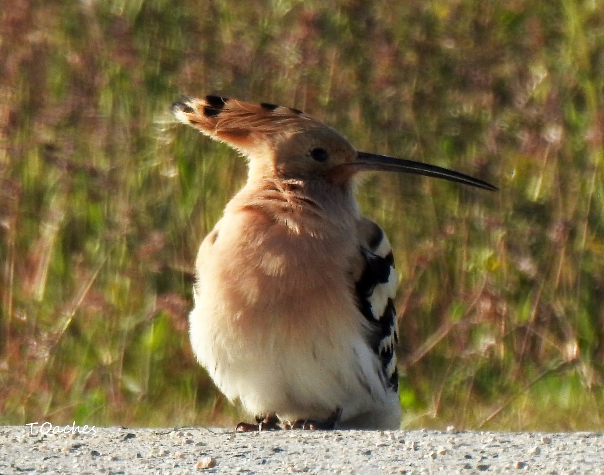 PASARI DIN ROMANIA: PUPAZA, Upupa epops