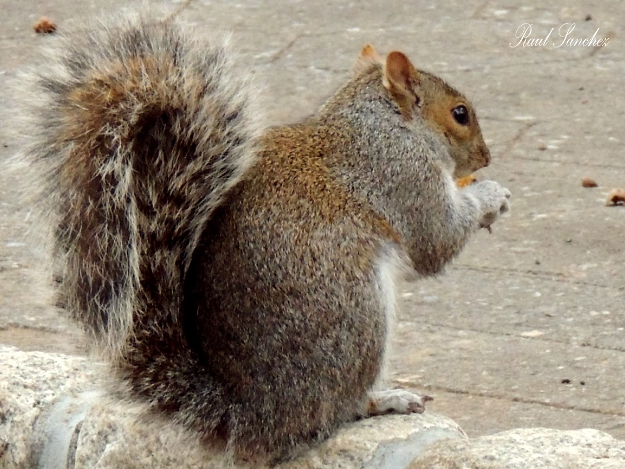 Naturaleza Viva : La ardilla común (Sciurus vulgaris )