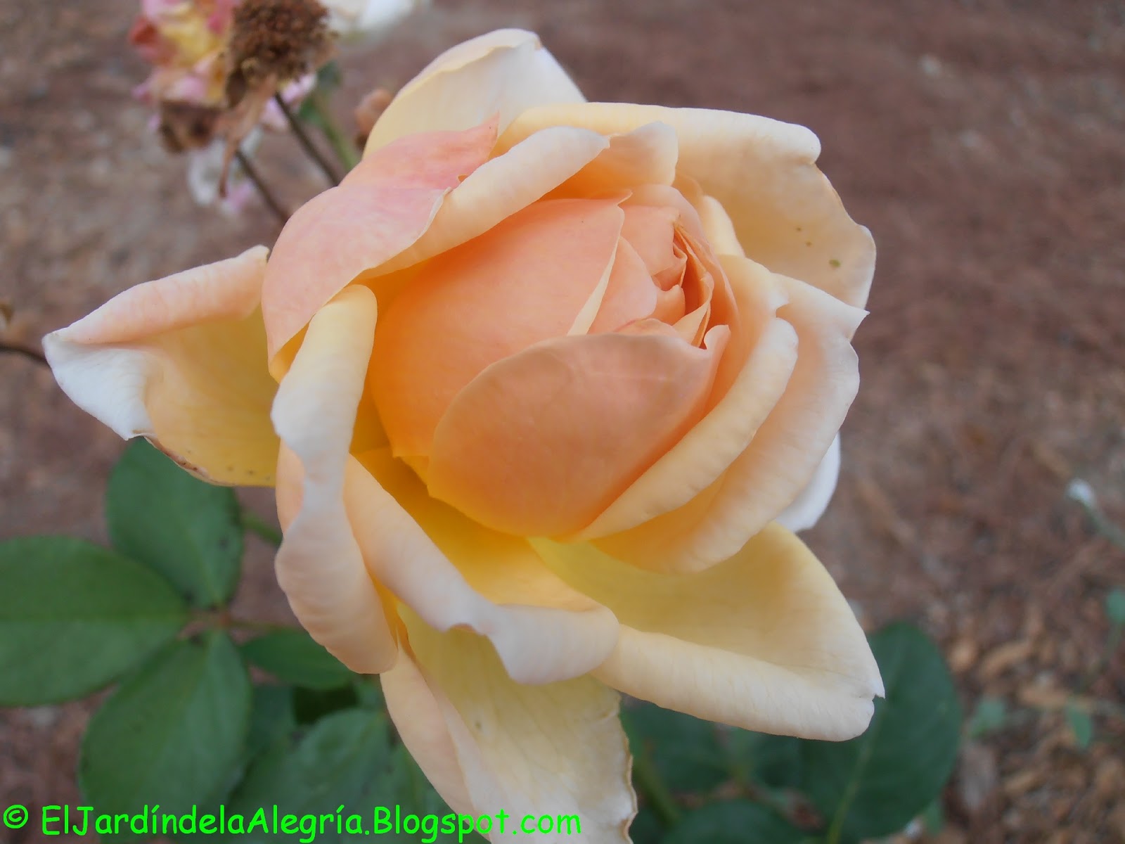 El jardín de la alegría : Rosales en septiembre. La recuperación.