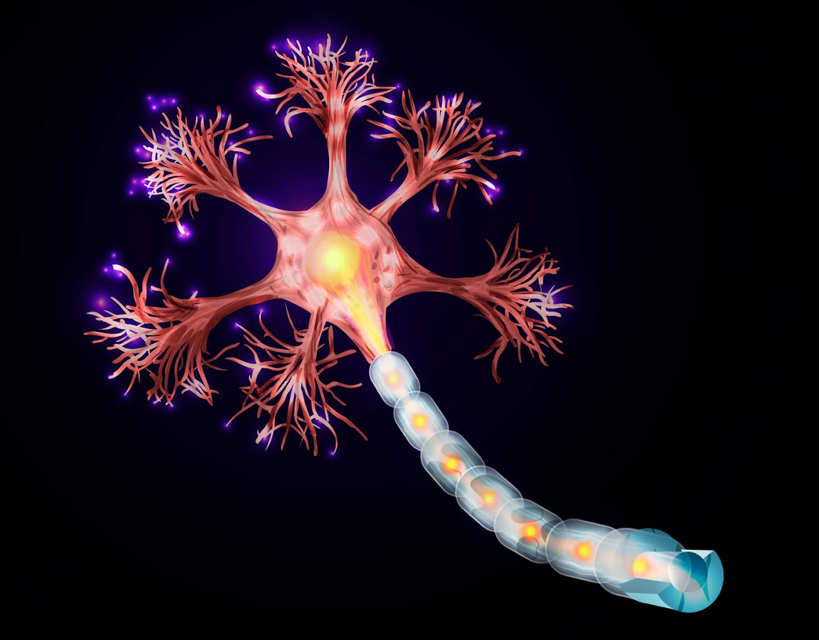 La neurona y su funcionamiento