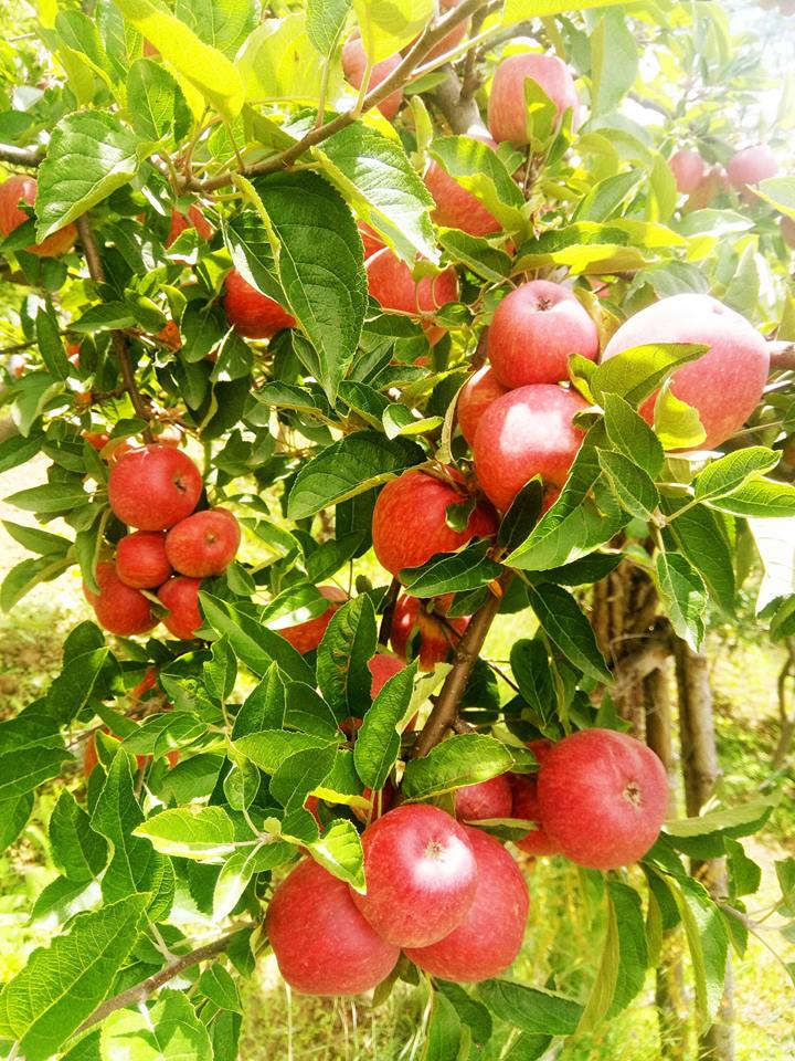 Apple Garden in Jumla,Nepal