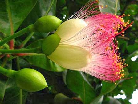 vansaka'blog: Barringtonia asiatica