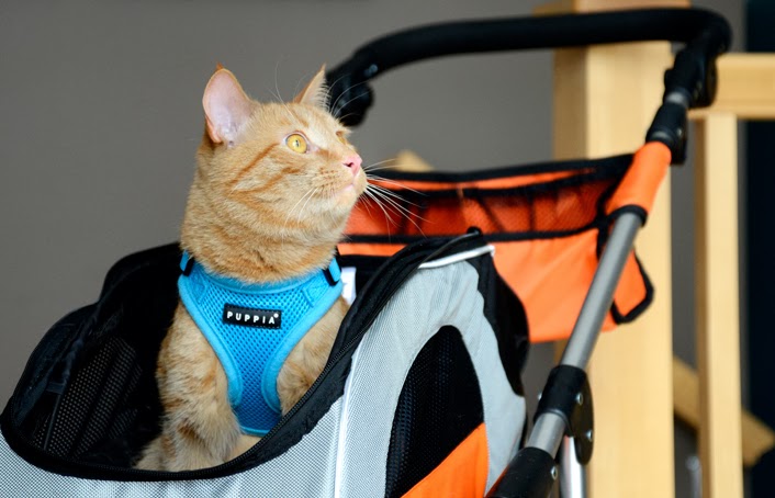 GLOGIRLY: Special Sunday Edition: Waffles the Therapy Cat's # ...