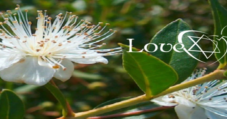 Eagle of Dan: THE MYRTLE TREES OF ISRAEL